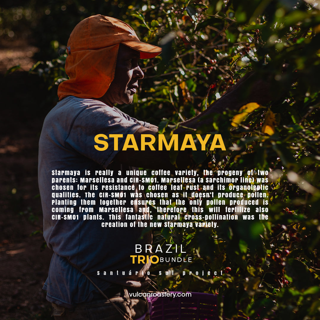 STARMAYA - SANTUARIO SUL BRAZIL – Vulcan Coffee Roastery