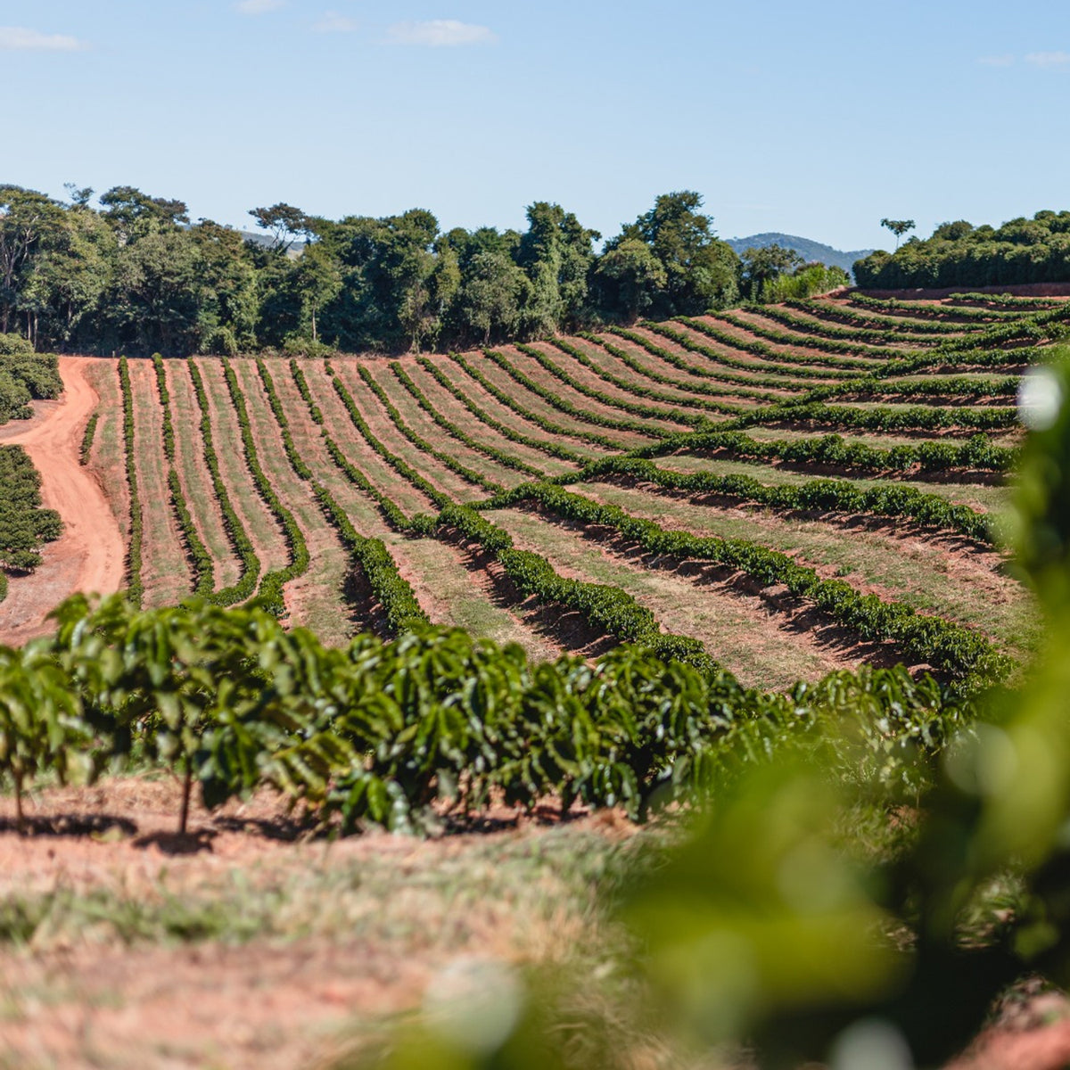 MR. WONKA – Vulcan Coffee Roastery